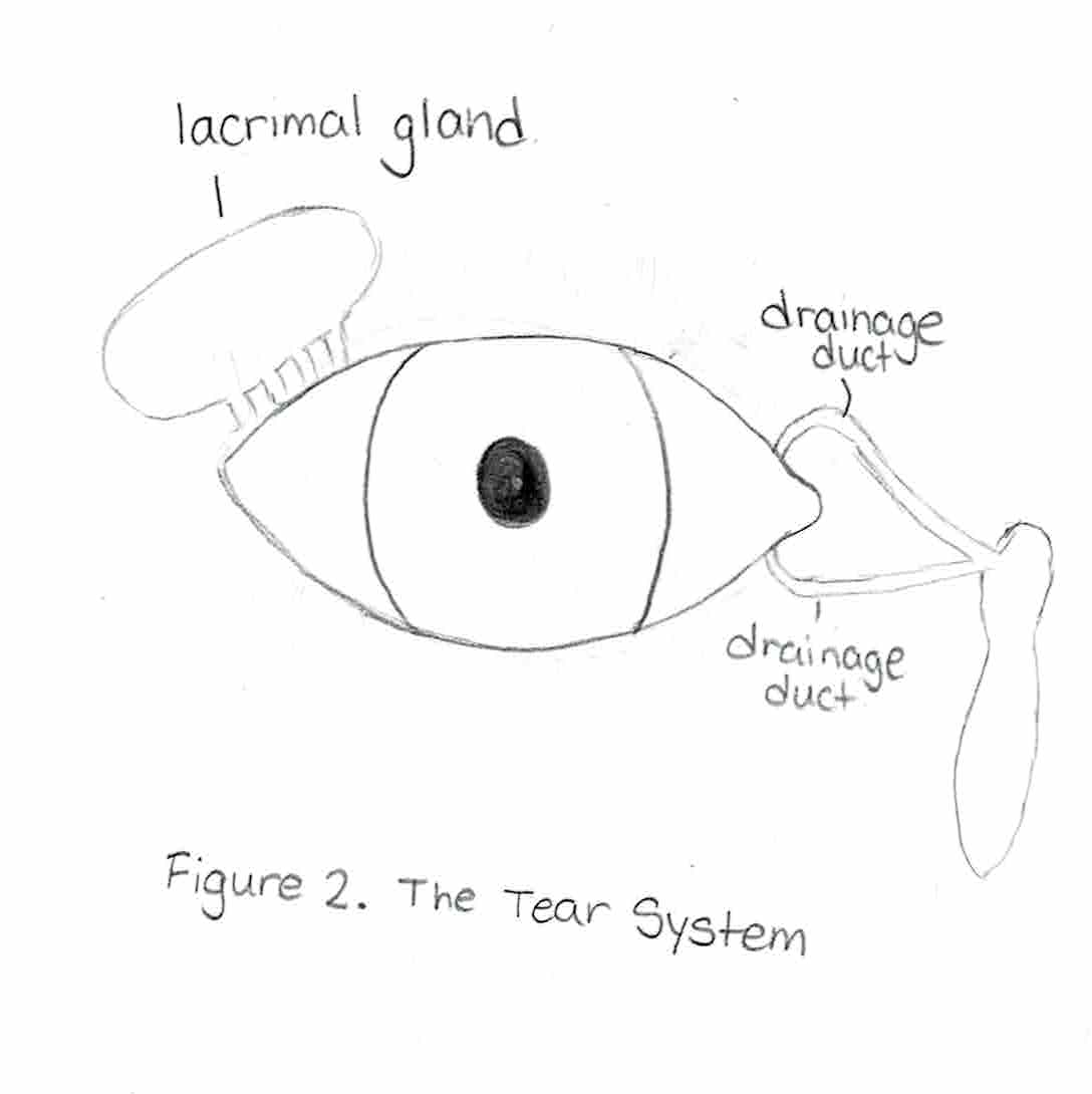 DRY EYE and its role in concussions - Toronto Concussion Clinic
